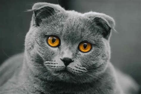 16 Key Differences Between The British Shorthair And The Scottish Fold