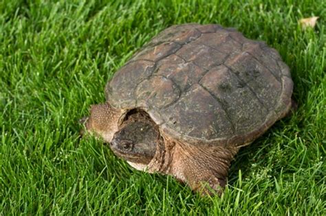 Temperature Dependent Sex Detemination Back Yard Biology