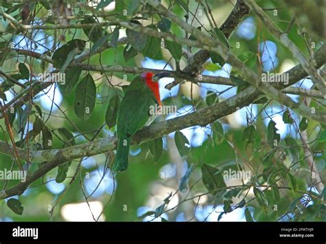 Red Bearded Bee Eater Nyctyornis Amictus Adult Female Perched In Tree Sabah Borneo January