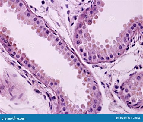 Apocrine Sweat Gland Secretory Unit Royalty Free Stock Image