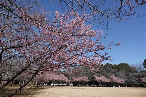 歌旅鳥 2024 03 01房総風土記の丘河津桜房総の村 歌旅鳥の野鳥