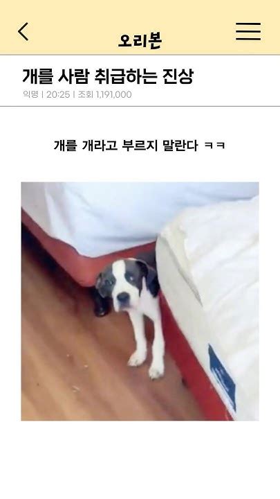 개를 사람 취급하는 진상 Youtube