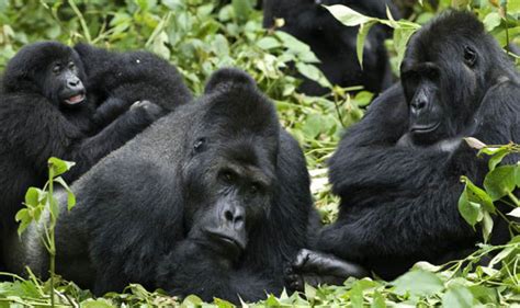 What Did Apes Evolve From The Saturday Briefing Express Co Uk