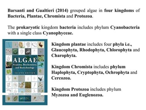 Algae Classification Pptx