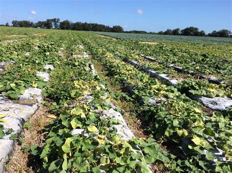 Root Knot Nematode Update Specialty Crop Grower