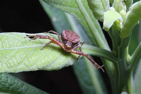 10 Common Spiders In Montana Pictures And Facts Wildlife Informer