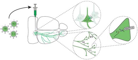 exploiting dna sequencing technology for high throughput neuroanatomy