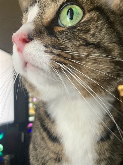 My 5 Year Old Cat Has Red Spots On Her Nose And Keeps Sneezing She Has