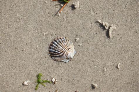 Scallop Shell Embedded In Sand Stock Image Image Of Flat Background