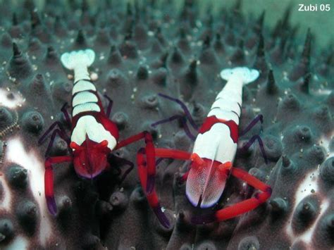Sea Cucumbers Echinoderms Photos Seewalzen Stachelhäuter Sea
