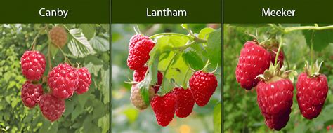 Selecting Raspberry For Your Farm Or Garden