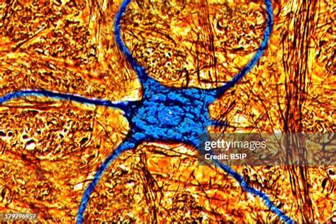 Neurons Microscope Photos And Premium High Res Pictures Getty Images