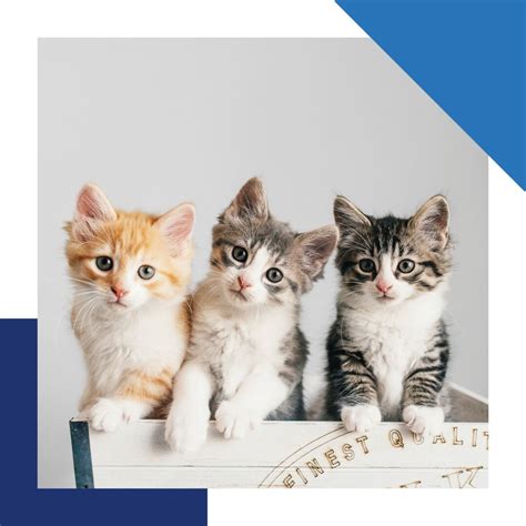 Barnies Place Feline Rescue Columbia Mo