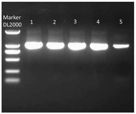 Metagenome Derived Beta Mannanase And Encoding Gene And Expression