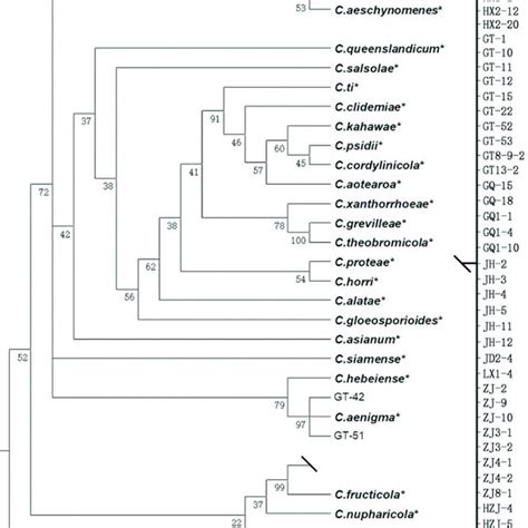 A Bayesian Inference Phylogenetic Tree Of The Colletotrichum