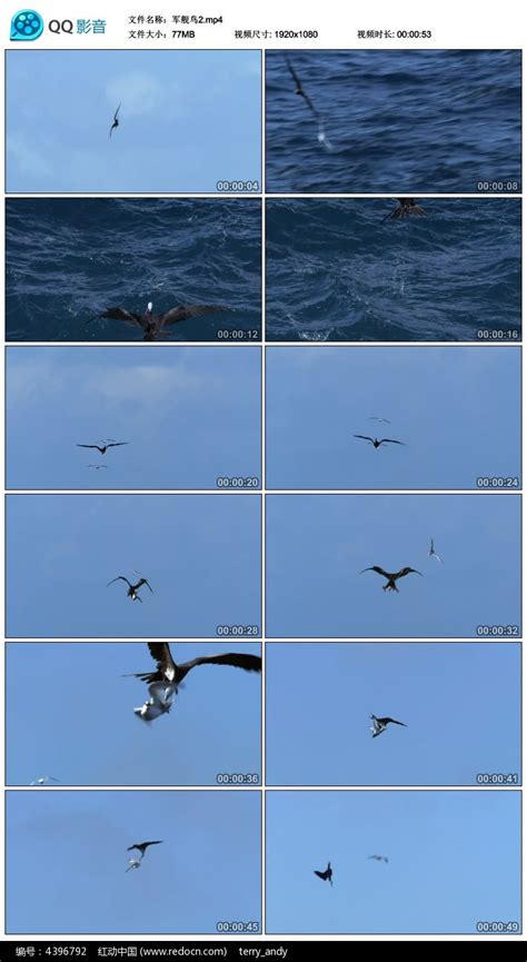海洋上空飞行的军舰鸟下载 红动中国