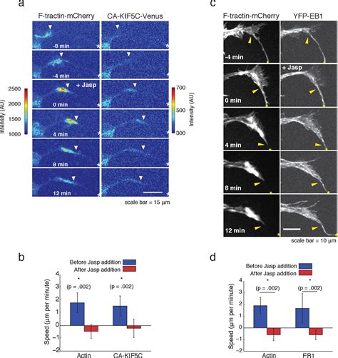 Waves Of Actin And Microtubule Polymerization Drive Microtubule Based