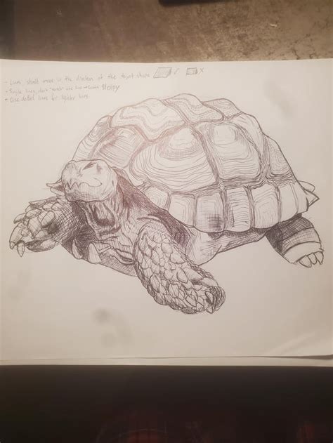 Progressive Turtle Effort R Penandink