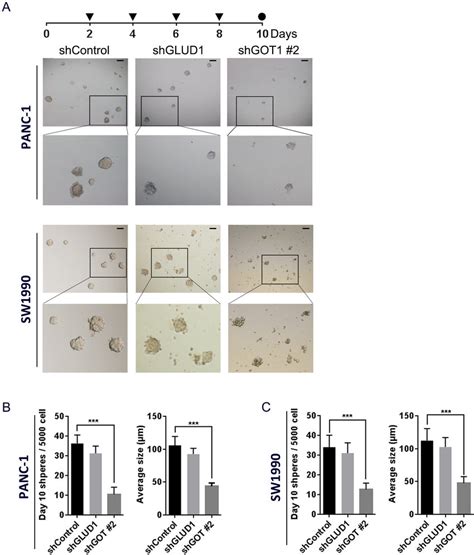 Inhibition Of Non Canonical Glutamine Metabolism Impairs Sphere