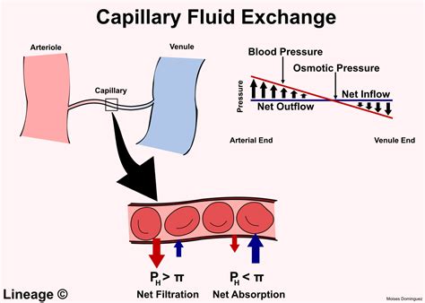 Osmotic Pressure And Hydrostatic Pressure
