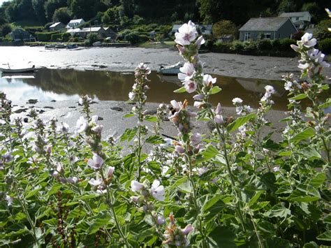 The Herb Marsh Mallow Althaea Officinalis By Ruth Ridley The Herb