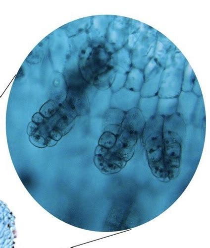 Bio Spot Test Photos Flashcards Quizlet