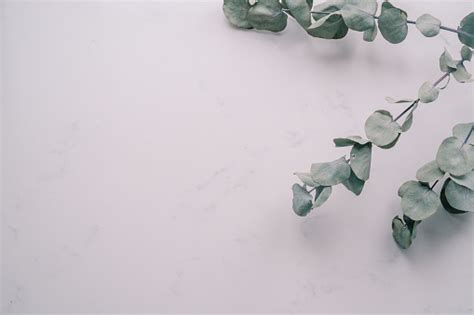 우아한 꽃 프레임 테두리 와 유칼립투스 와 백색 대리석 배경 초대장 인사말 카드 공간을 복사하고 템플릿을 모형으로 만듭니다 플랫 레이 평면도 최소한의 구성 개념에 대한 스톡