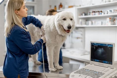 Ultrasound for Dogs & Cats: What Pet Owners Want to Know