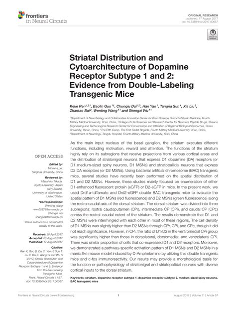Pdf Striatal Distribution And Cytoarchitecture Of Dopamine Receptor