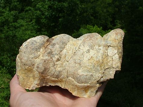 Fossil Tooth Identification Fossil Id The Fossil Forum