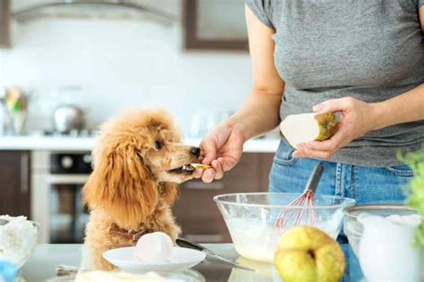 Food Habits Foods That Dogs Should Never Be Given Dgtl Anandabazar