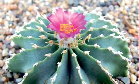 México primer lugar en variedad de cactáceas