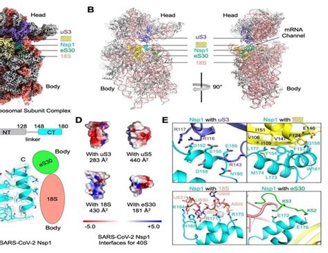 Research Underlines Sars Cov 2 N Terminal Domain Of Nsp1 As A Potential
