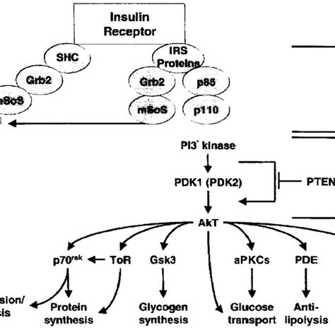 Serthr Phosphorylation Of The Irs Molecules Induces Insulin