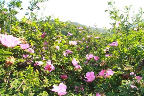 十里刺梨溝刺梨花開遍滿山 每日頭條