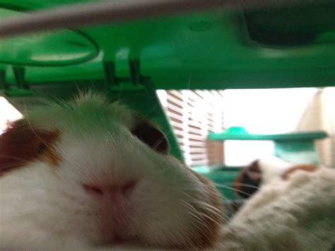Piggies Animals Piggy Funny