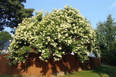 Hydrangea Paniculata Tree