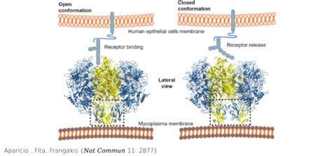 Architecture Of The Mycobacterial Type Vii Secretion System Biofísica