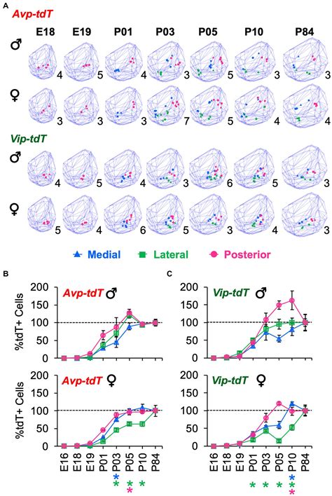 Frontiers Developmental Patterning Of Peptide Transcription In The