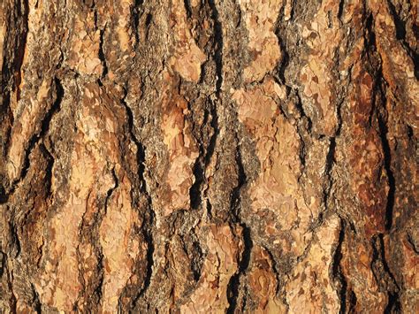Edit Free Photo Of Barktreewoodpatternfree Pictures