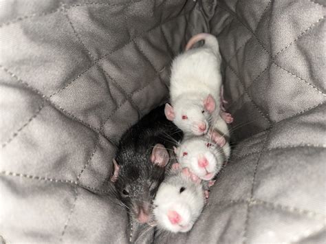 Rat Cuddle R Rats