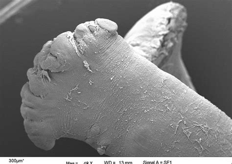 Caryophyllaeus Fimbriceps Scolex 48 X Original Download