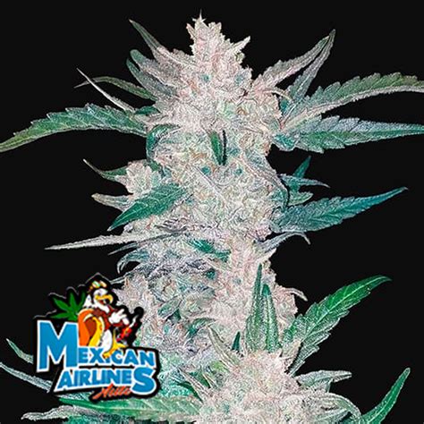 Mexican Airlines Auto Semillas Autoflorecientes 420 Fast Buds