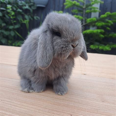 Mini Lop Rabbit Mini Lop Rabbits 8 All Sections Ads For Sale In
