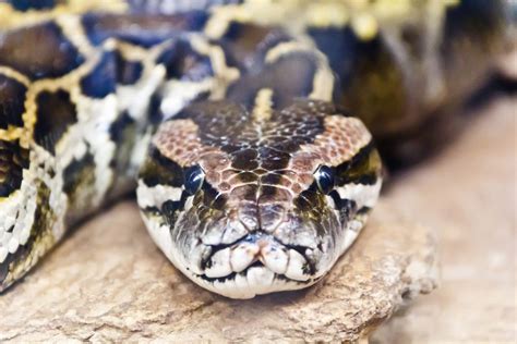 Python RÉticulÉ Ferme Aux Crocodiles