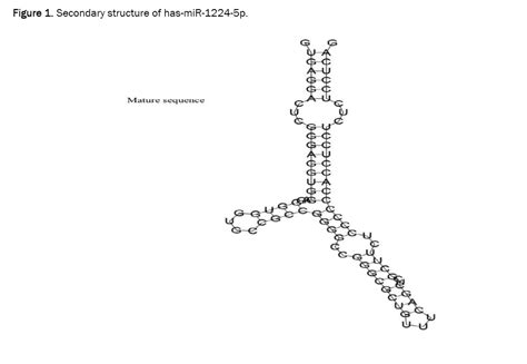 In Silico Identification Of Micro RNA 1224 5p From The Oral Squamous Cell Carcinoma OSCC Human