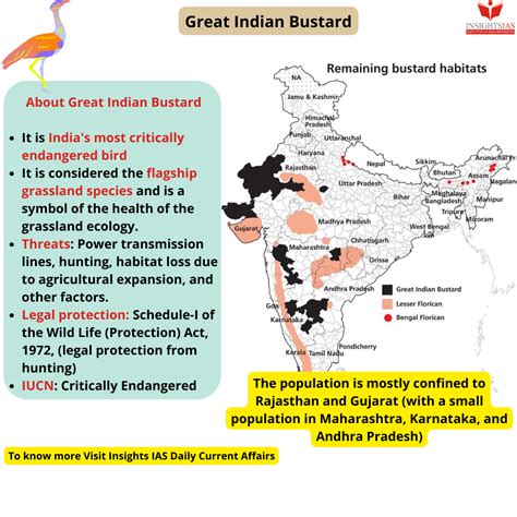 Great Indian Bustard