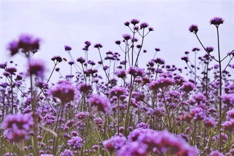 来高新区看百花争艳