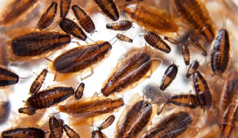 German Cockroaches In Commercial Kitchens How They Get In And How To
