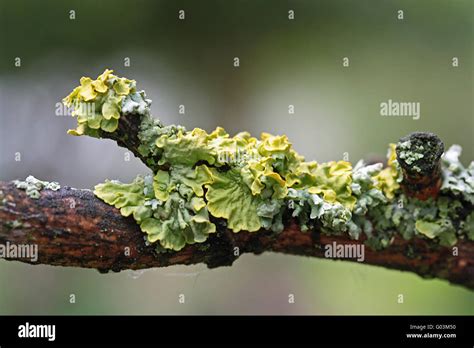 Tree Lichen Stock Photo Alamy